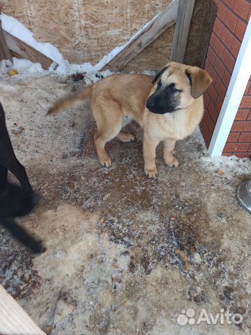 Отдам в добрые руки щенка