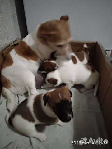 Щенки джек рассел терьер помесь,возраст 1месяц