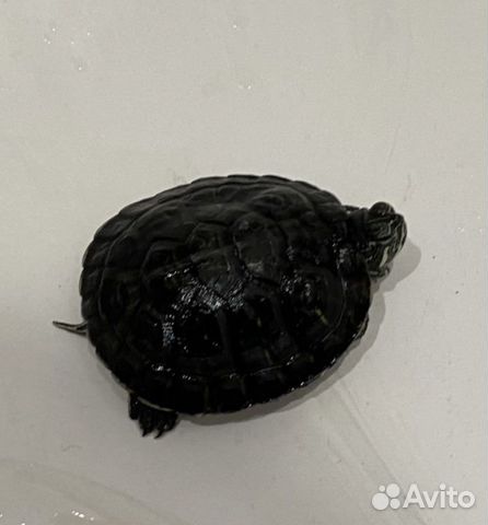 Маленькая красноухая черепашка