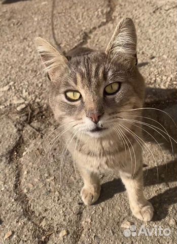 Красивый и ласковый котик в опасном месте