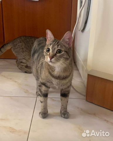 Питерская обыкновенная