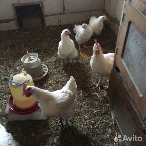 Куры несушки петушки