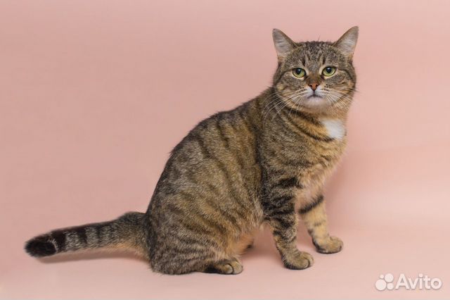 Няша - самый надёжный вариант для дома и квартиры