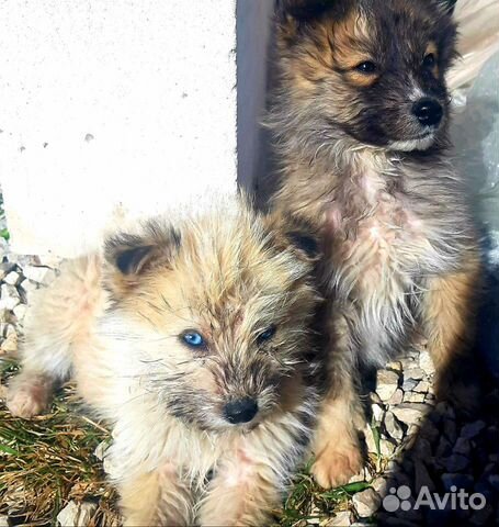 Щенки бесплатно