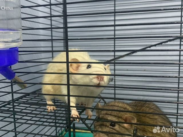 Крыса домашняя