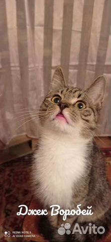 Кошки в добрые руки