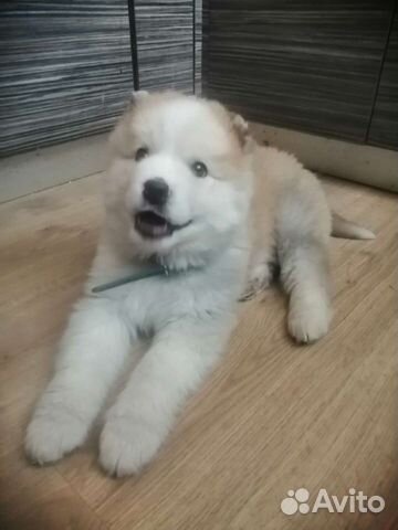 Щенок акиты