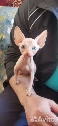 Канадский сфинкс котенок девочка