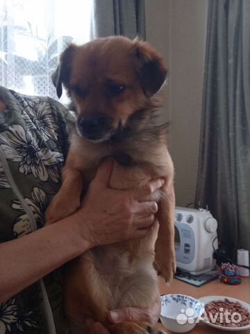 Собака в добрые руки отдам бесплатно