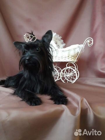 Черная Королева