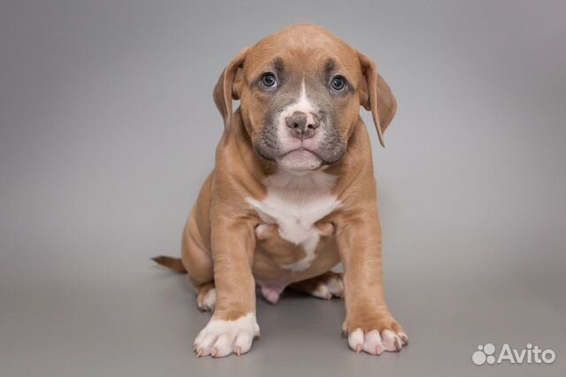 Щенок Американский Булли (тип: Покет)