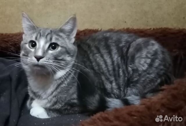 Котёнок Шаня