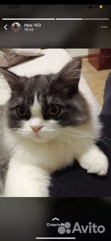 Котенок ищет хозяев возьмите в хорошие руки