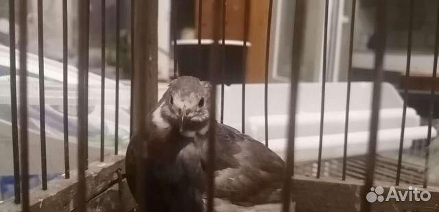 Китайский расписной перепел