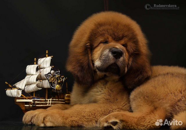 Кобель тибетского мастифа шоу