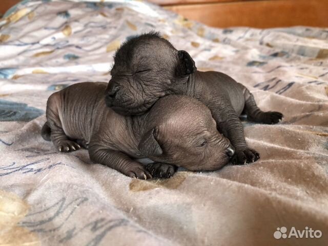 Ксолоитцкуинтли