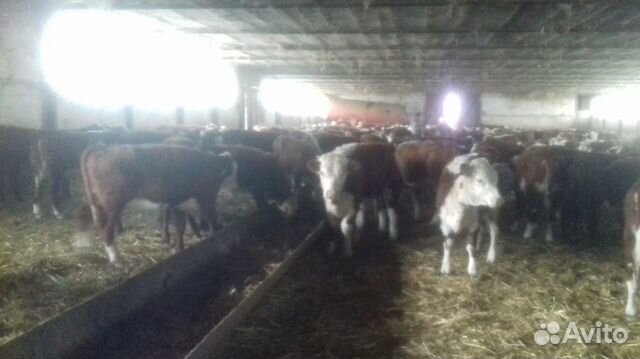 Продажа телок казахской белоголовой породы 2021 г