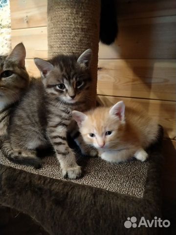 Котята ждут встречи с хозяином
