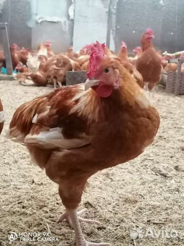 Петухи мясные