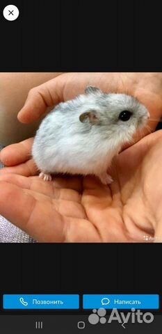 Джунгарский хомяк с клеткой
