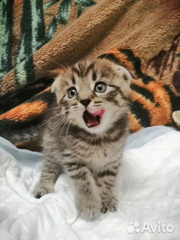 Шотландская кошечка