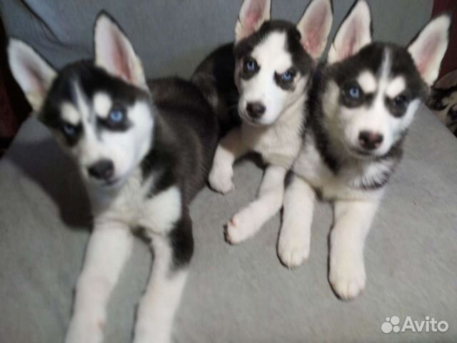 Щенки Сибирский Хаски