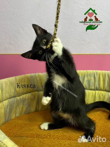 Котята-девочки. 2 мес. Подкинуты в приют. Ищут дом