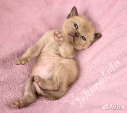 Маленький Симба