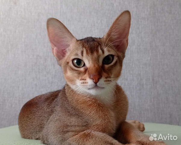 Абиссинская