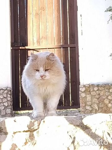 Барсик ищет дом