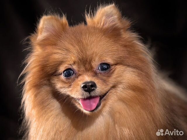 Померанский шпиц девочка