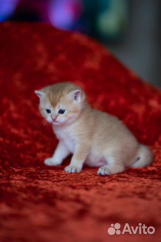 Британская золотая шиншилла