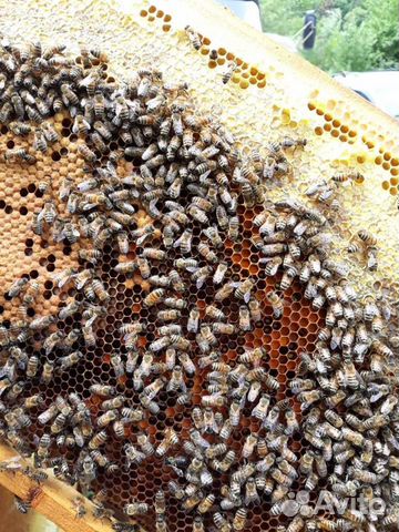 Пчело пакеты карпатка