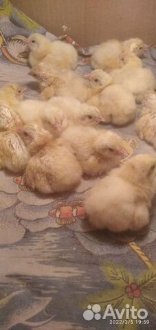 Цыплята и утятята