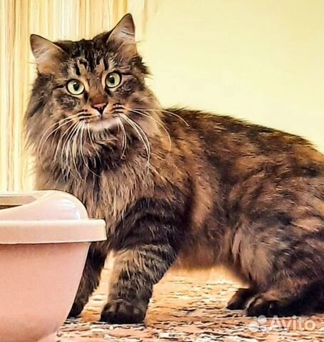 Кошечка Настасья в заботливые руки