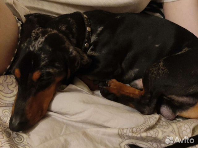 Мраморный Кабель Таксы