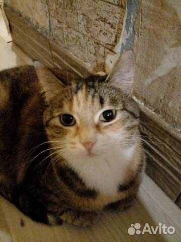 Кошка Мегги ищет дом