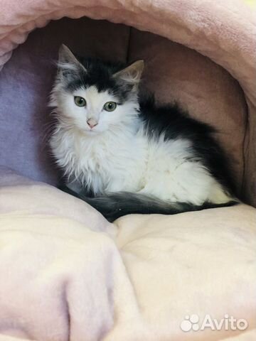 Котенок в добрые руки