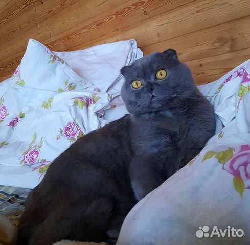 Кот на вязку