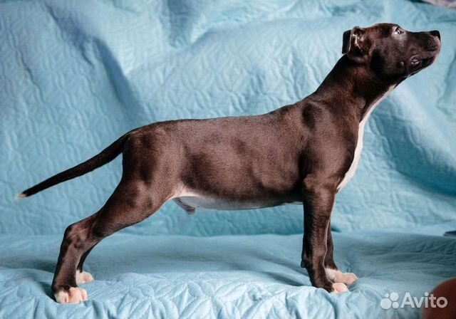 Амстафф щенки Ростов