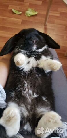 Продам кролика французский баран