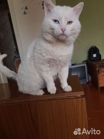 Кошка в дар