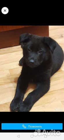 Черная немецкая овчарка