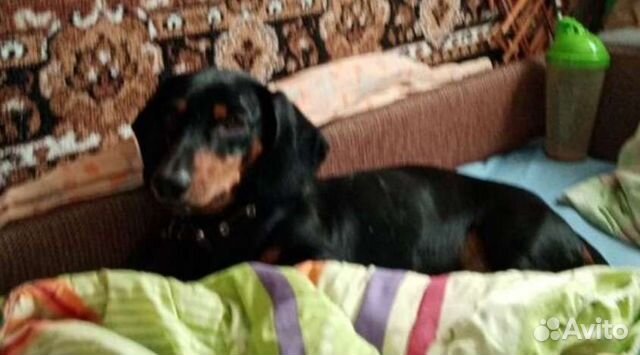 Собака такса мальчик на вязку