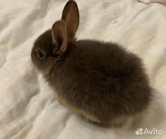 Декоративный кролик