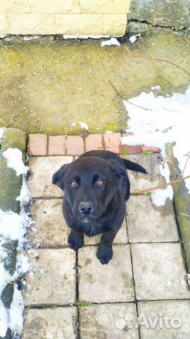 Щенки лабрадора