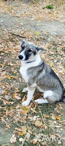 Супер охрана