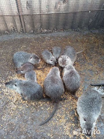 Продаю нутрий