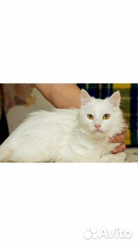 Котенок мальчик 9 месяцев кастрирован