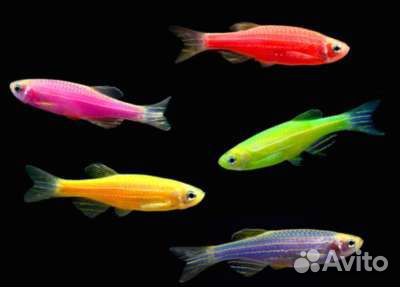Данио glofish (вуалевые)